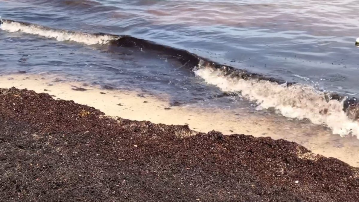 Declaran guerra al sargazo en playas de Miami Dade – Telemundo Miami (51)