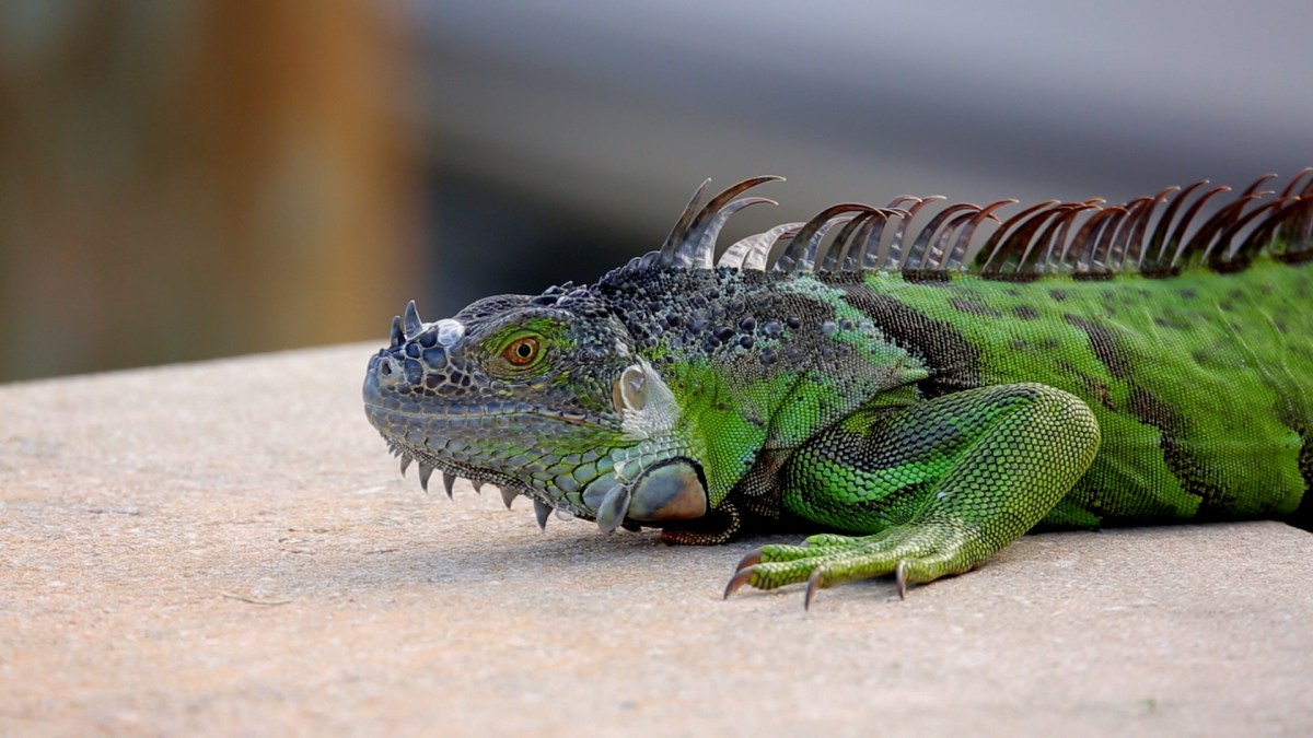 Cacería de iguanas en complejo residencial de Boca Ratón pudo acabar en ...