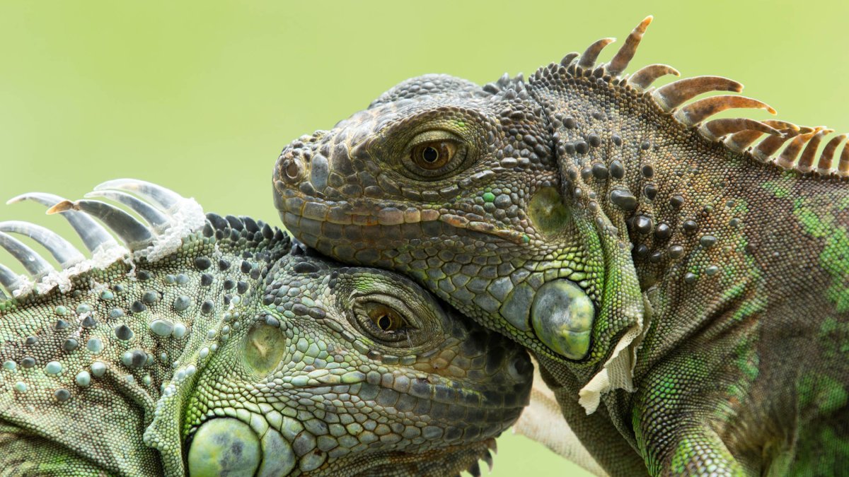 Piden a residentes de Florida eliminar las iguanas verdes – Telemundo ...