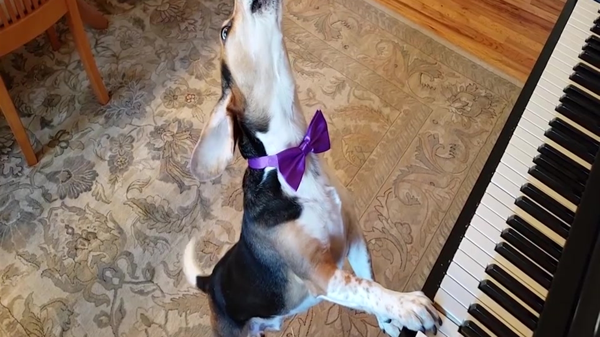 Viral: el perro que “toca el piano y canta” – Telemundo Miami (51)