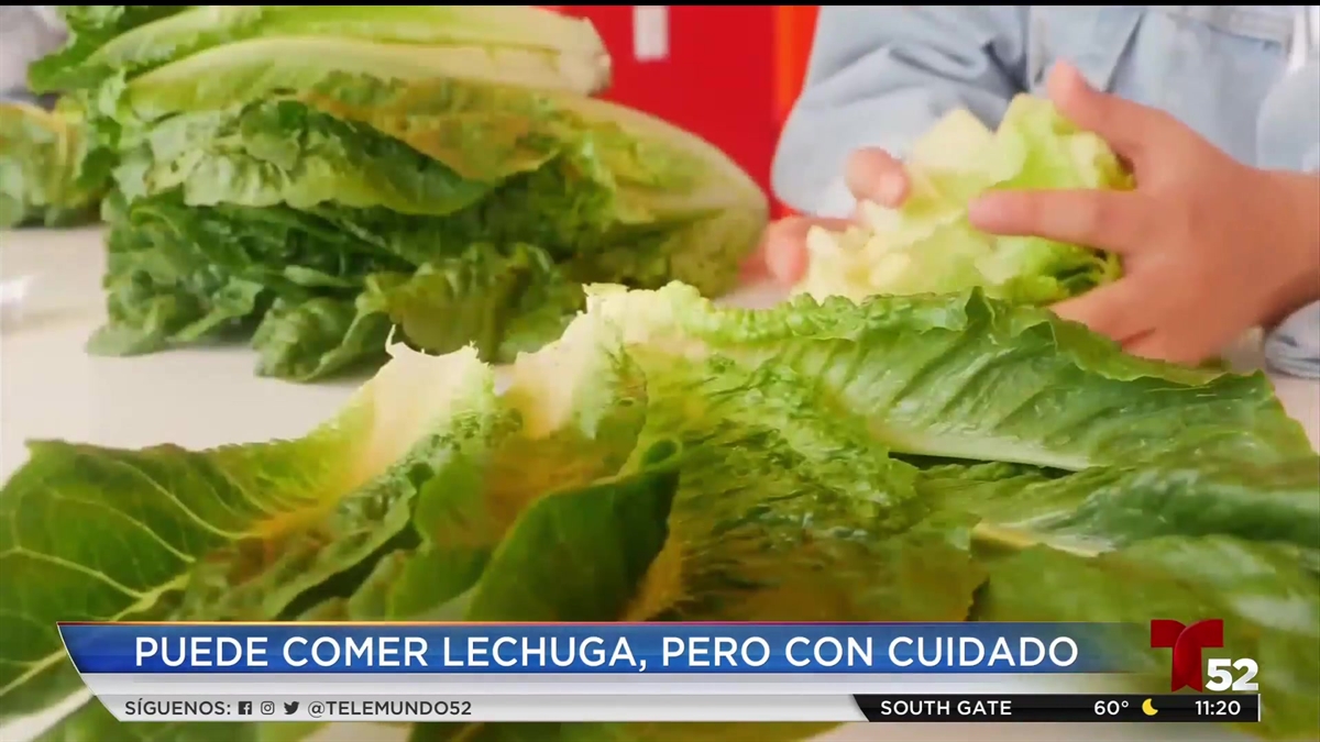 Ya se puede comer lechuga pero antes mira la etiqueta – Telemundo Miami ...