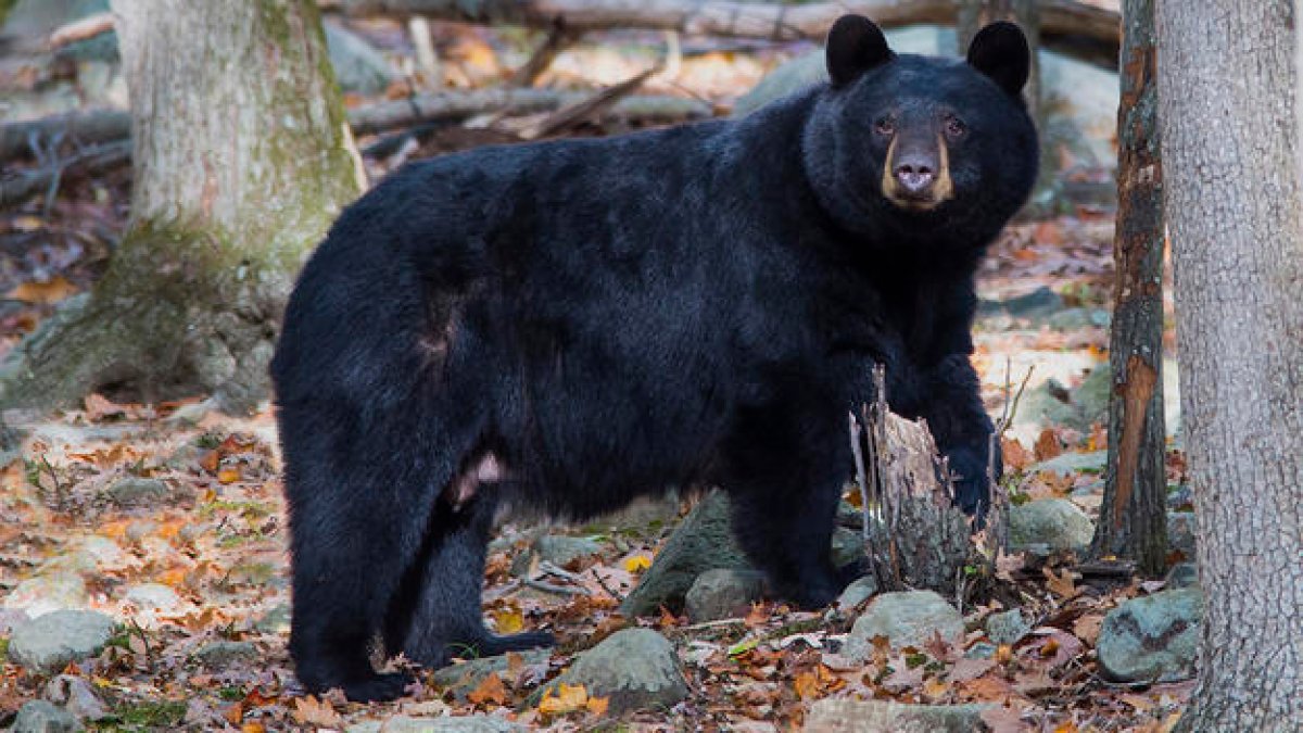 California: oso muerde a un residente de Calpine – Telemundo Miami (51)