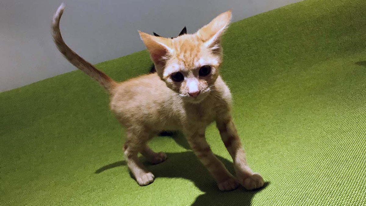 Refugio de animales de Broward darán comida gratis a quienes adopten ...
