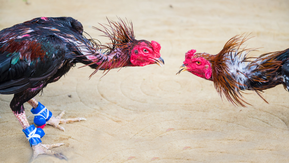 Matan a balazos a seis hombres durante pelea de gallos – Telemundo ...