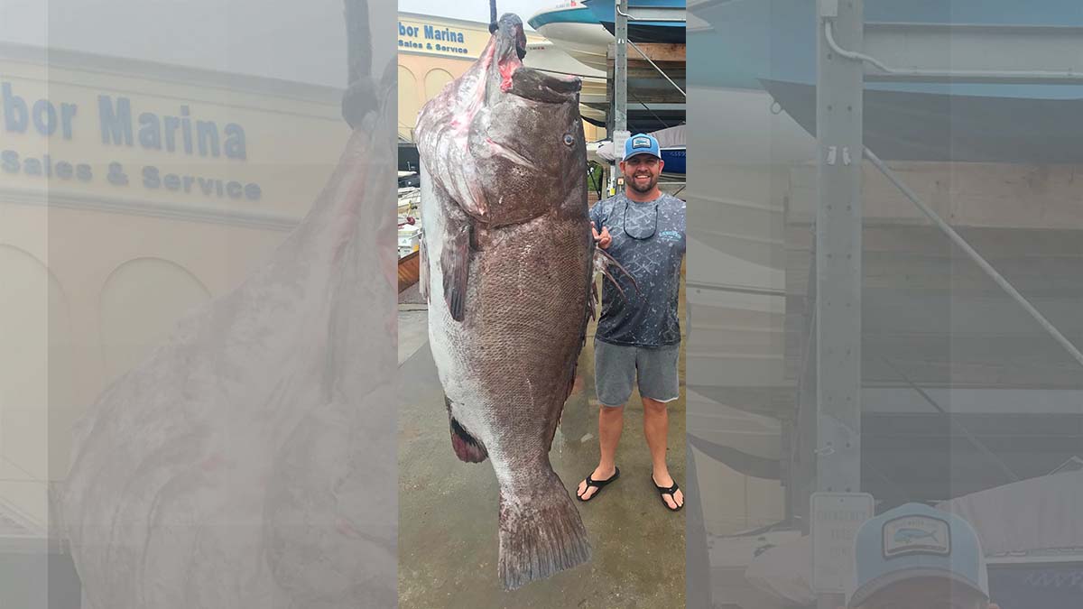 Pescan en Florida un enorme mero de 158 kilos – Telemundo Miami (51)