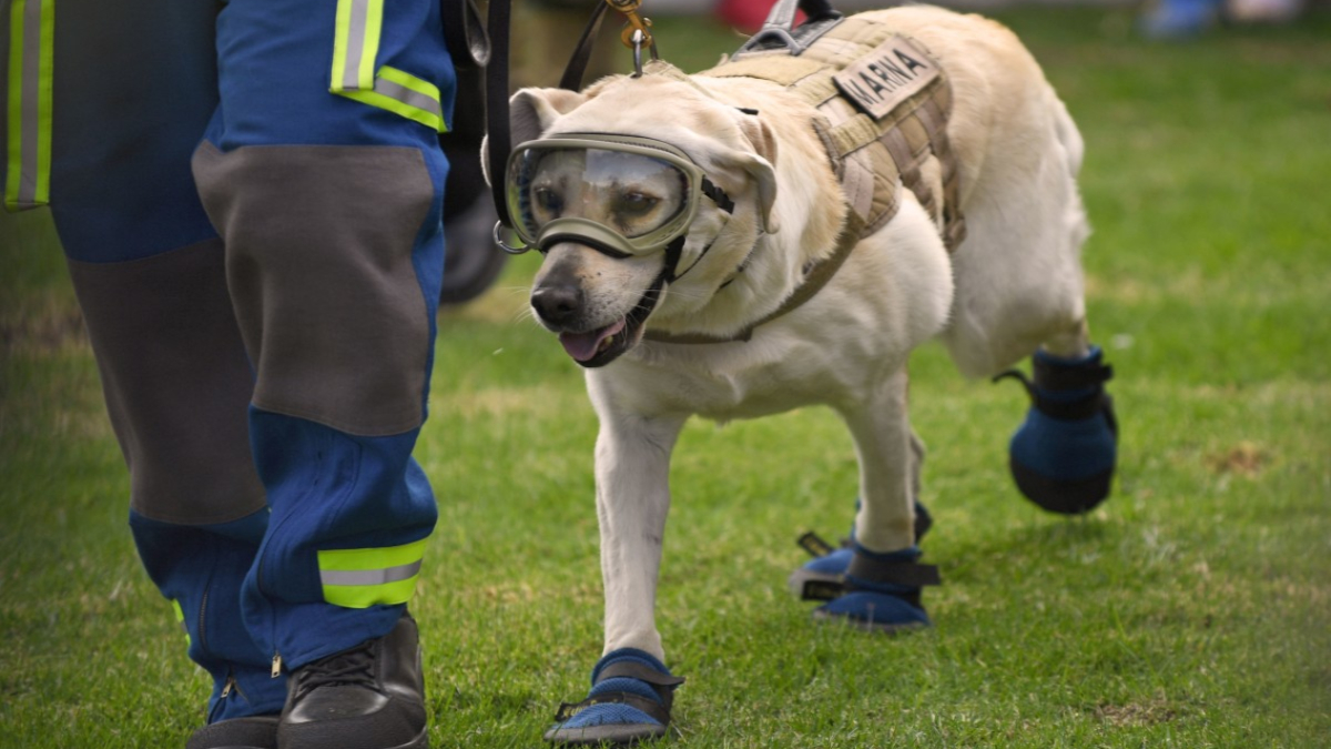 México: muere Frida la perrita rescatista de los terremotos – Telemundo ...