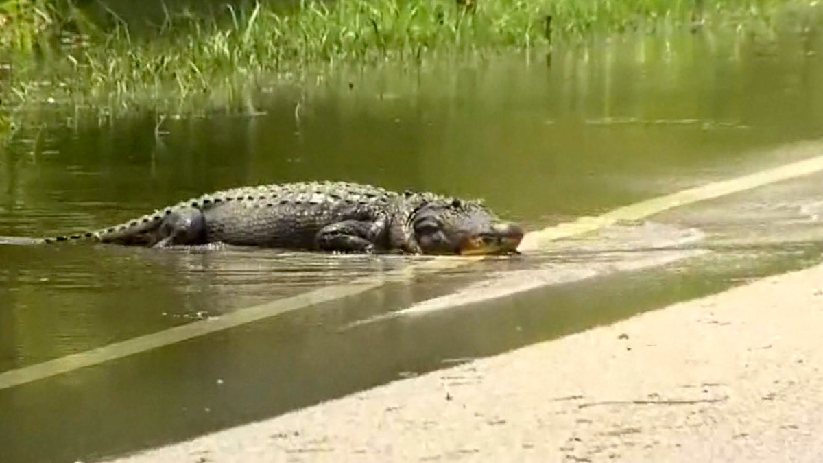Video: aparece caimán en una calle tras el paso de la tormenta ...