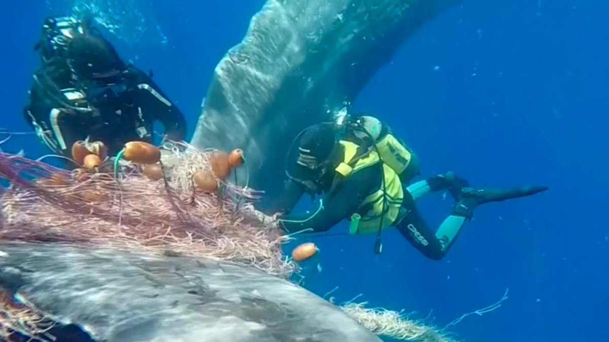 En video: dramático rescate de enorme ballena atrapada en una red ...