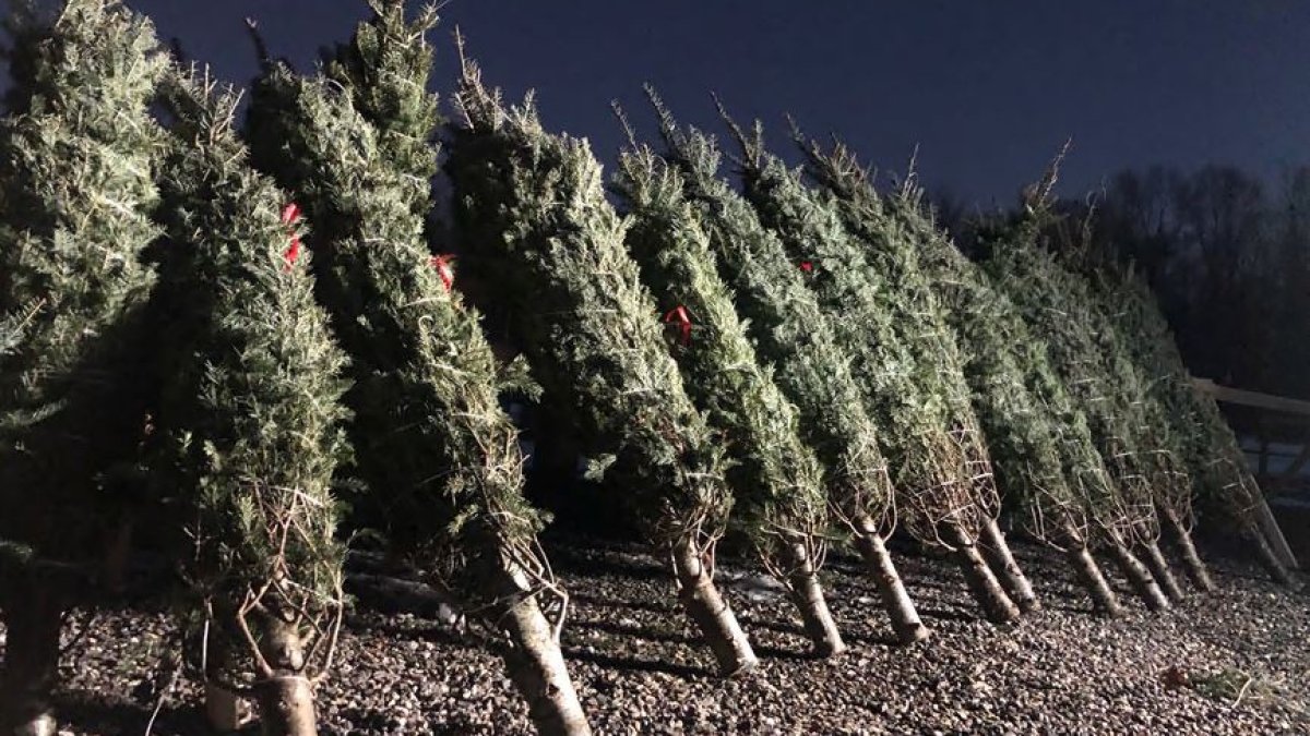 Entrega de arboles de Navidad en Miami-Dade – Telemundo Miami (51)