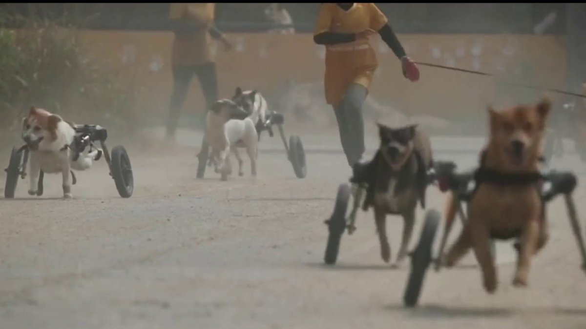 Refugio en Tailandia rescata perros sin patas y ahora usan sillas de ...