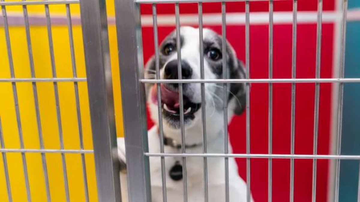 Perros rescatados de Puerto Rico tendrán una nueva oportunidad de vida ...