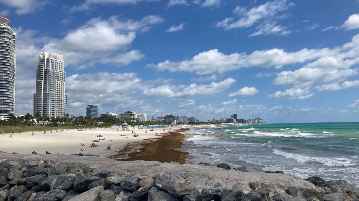 Sargazo en playas de Miami, una pesadilla creciente – Telemundo Miami (51)