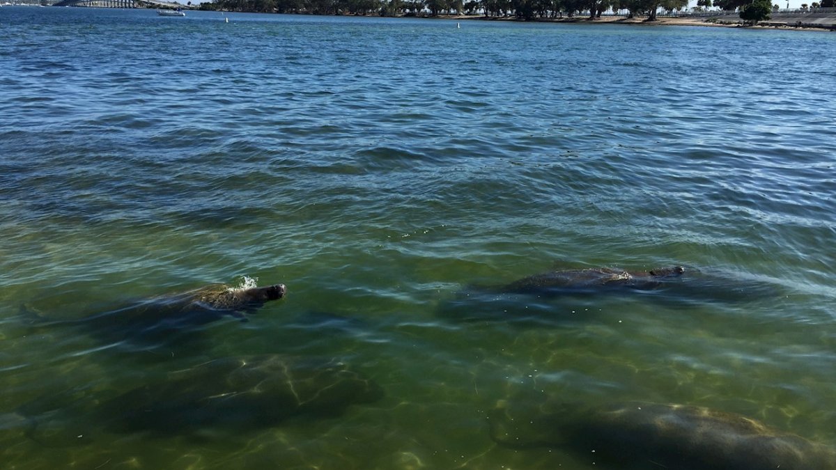 Muertes De Manatíes En Florida Casi Duplican A Las Del Año Pasado