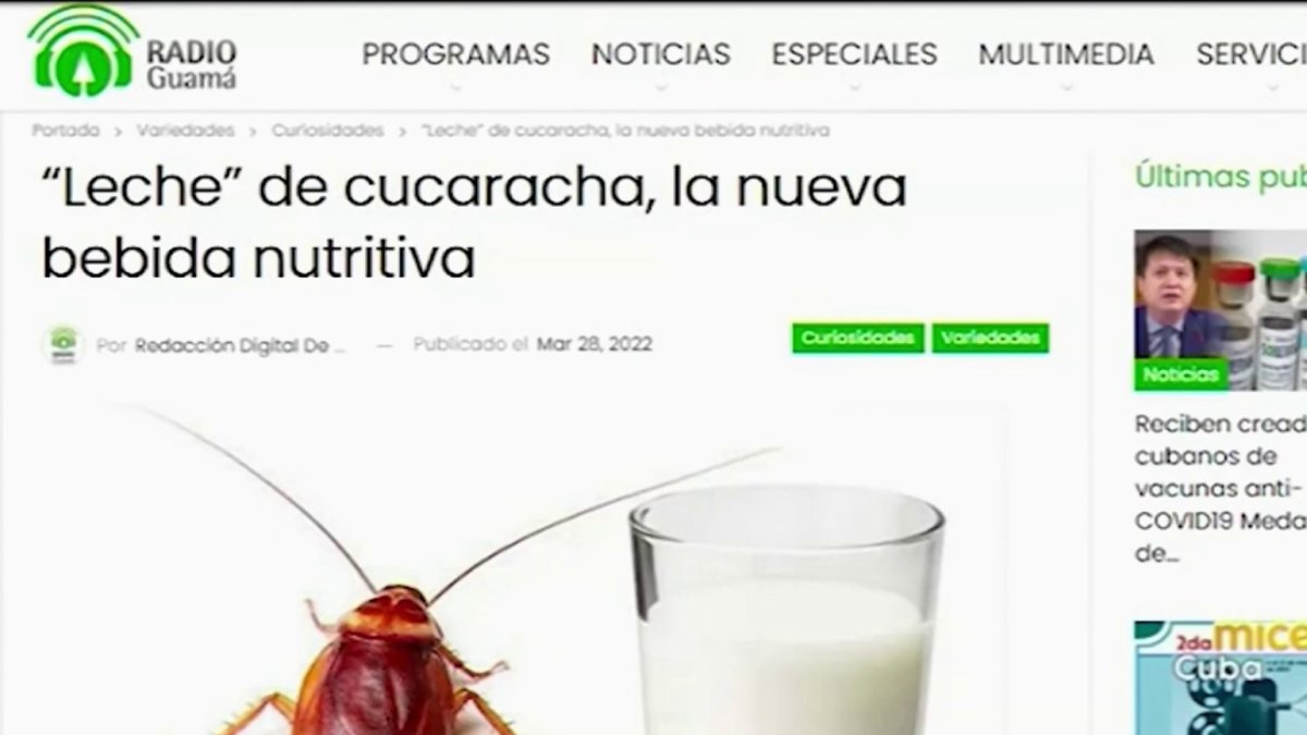 Medio oficialista propone leche de cucaracha como “bebida nutritiva ...