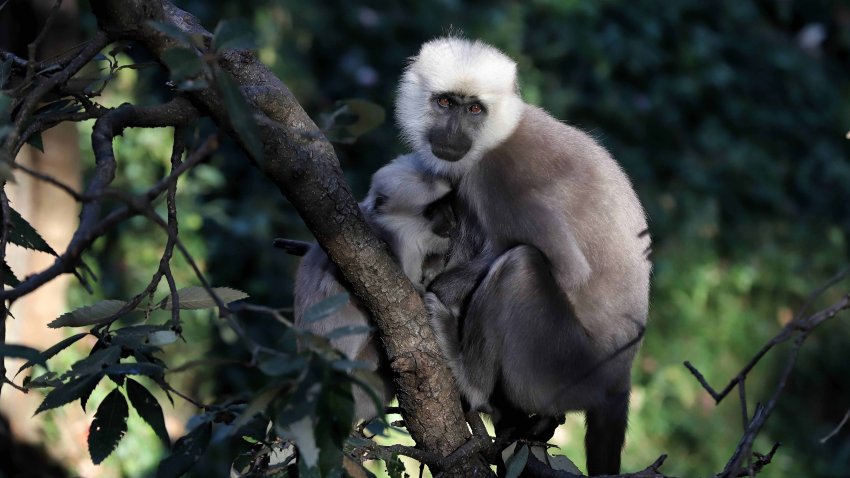 Monos nativos de África andan sueltos cerca de aeropuerto del sur de ...