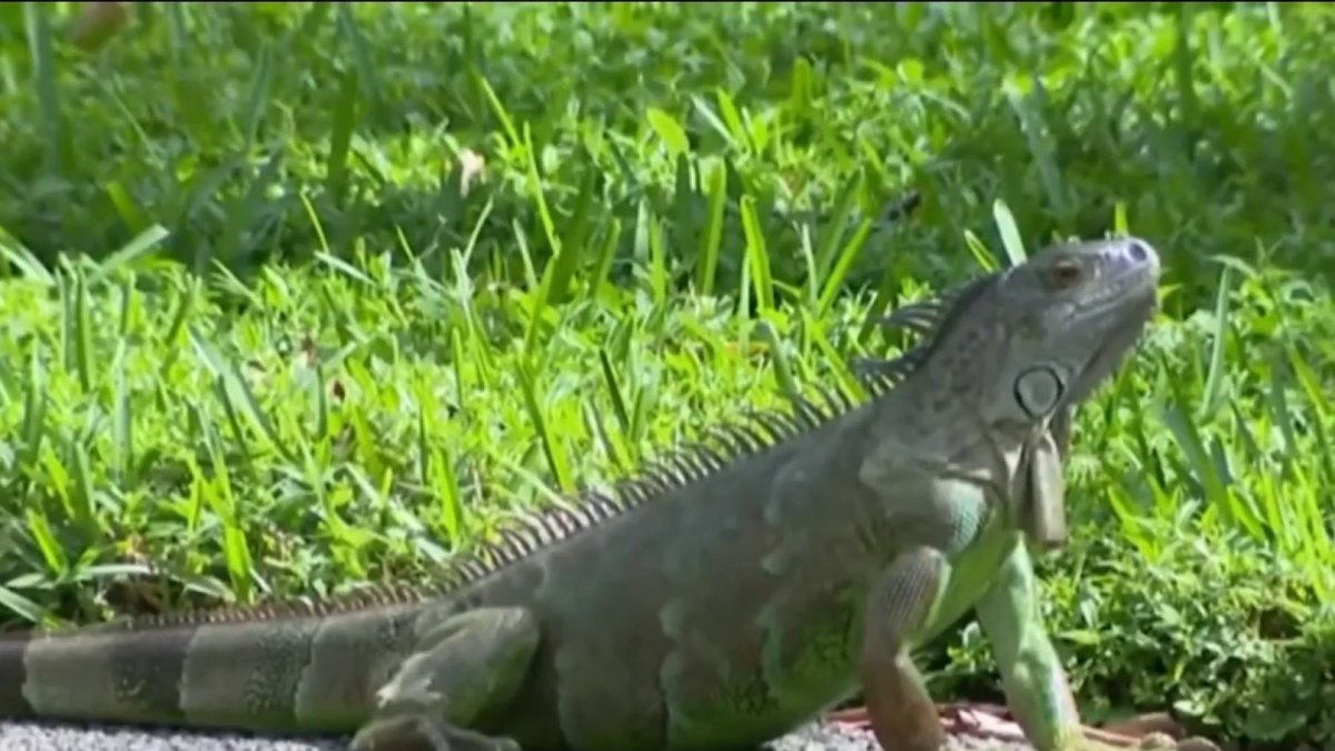 Cazando Iguanas: 20 mil animales invasivos en el sur de la Florida ...