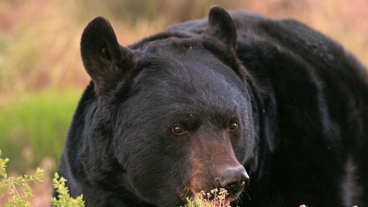 Polémica por disparo mortal a un oso negro – Telemundo Miami (51)