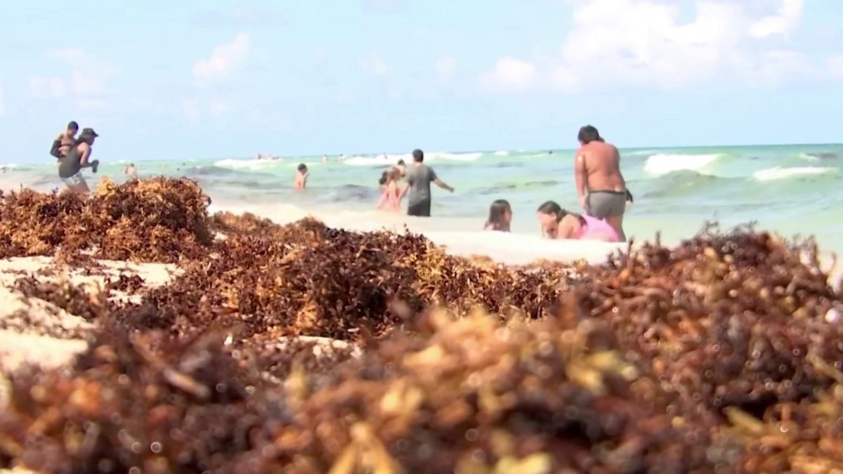 Impacto negativo del sargazo en las playas – Telemundo Miami (51)