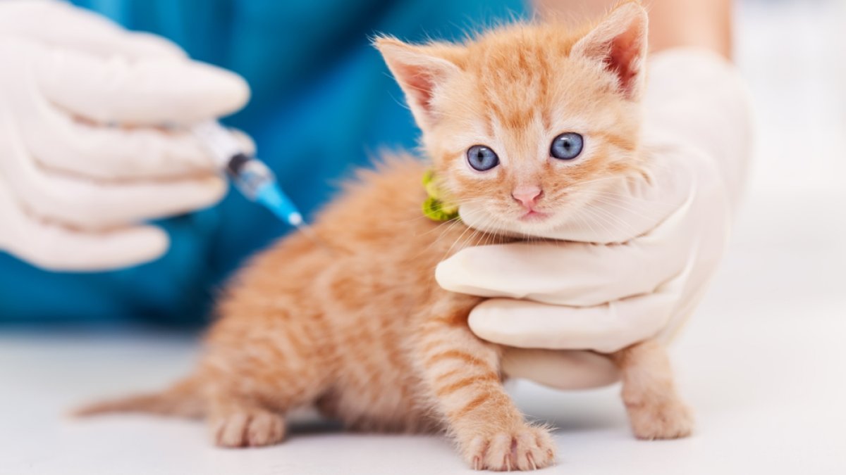 Coronavirus en mascotas: prueba vacuna contra el COVID-19 en gatos ...
