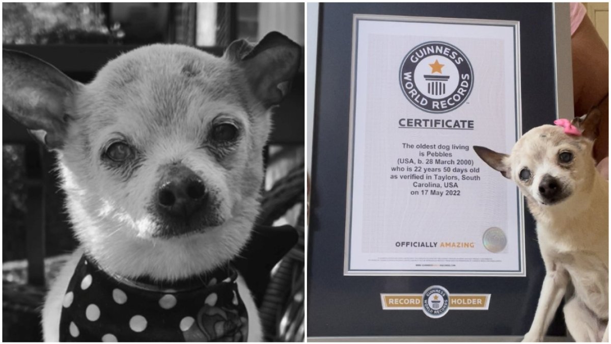 Pebbles: el perro más longevo del mundo que falleció a sus 22 años ...
