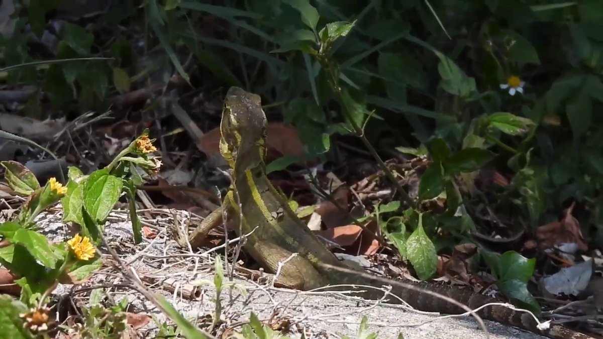 Universidad de Florida pide reportar basilisco marrón – Telemundo Miami ...