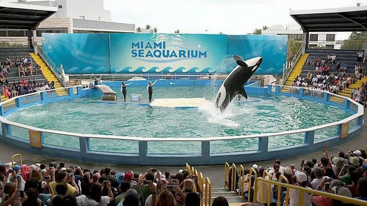 Desarrollador que se hará cargo del Miami Seaquarium describe sus ...