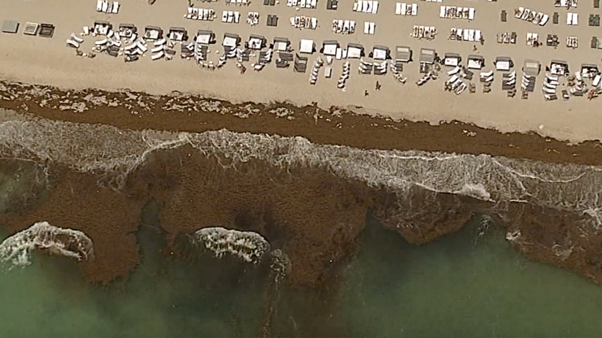 IMÁGENES AÉREAS: Así es cómo el sargazo ha comenzado a afectar a playas ...