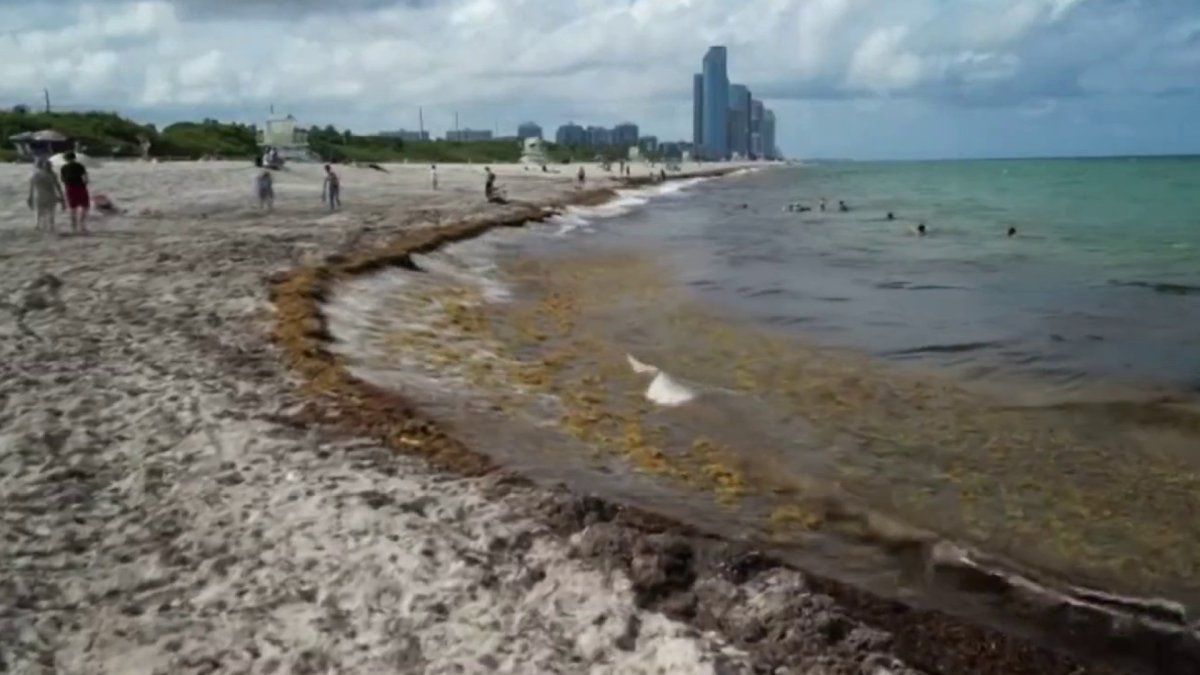 Alertan sobre peligrosa bacteria presente en el sargazo – Telemundo ...