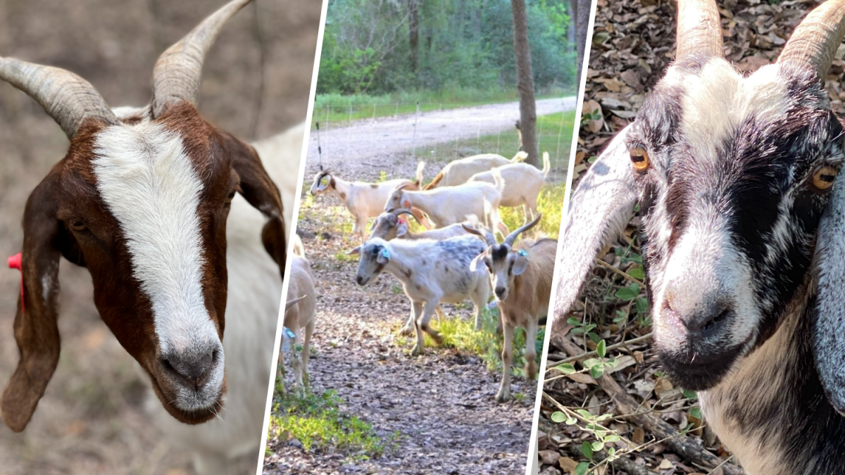 Más de 100 cabras devoran la maleza en un parque de San Antonio ...