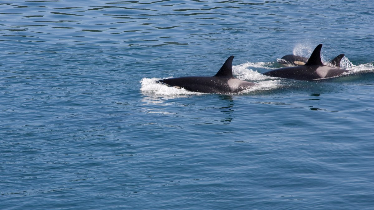 Orcas en los Cayos de Florida: ¿Qué tan raro fue el avistamiento ...