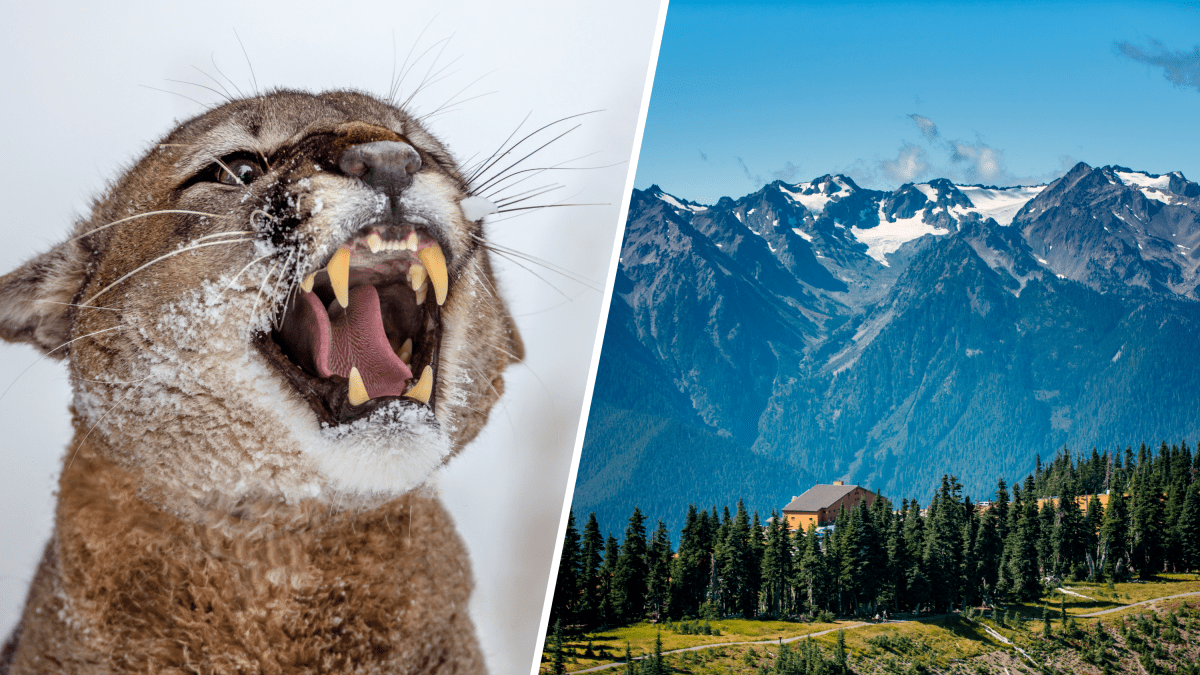 Niño sobrevive al ataque de puma en parque nacional de Washington ...