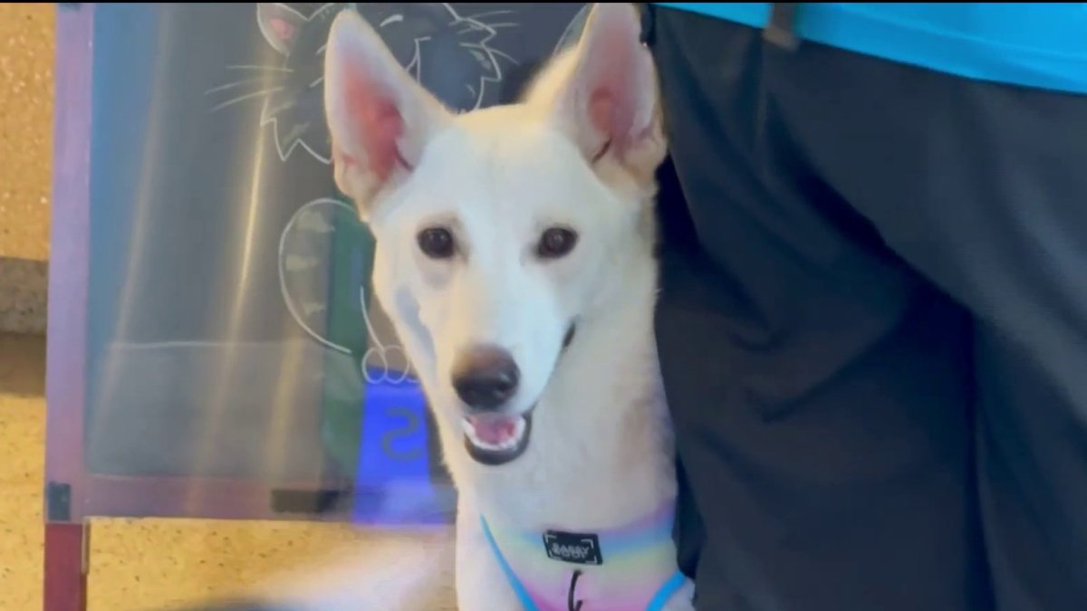 Gran evento de adopción de mascotas en Miami-Dade – Telemundo Miami (51)