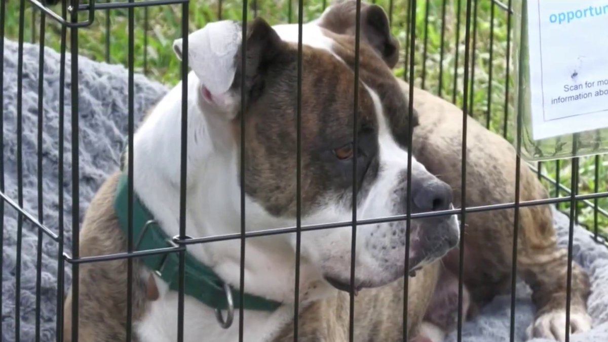 Miami Heat cubre costos de adopción de mascotas en evento del Servicio ...