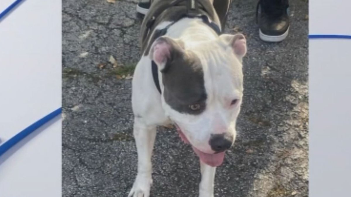 Valiente mujer defiende a su mascota del ataque de un pitbull y termina ...