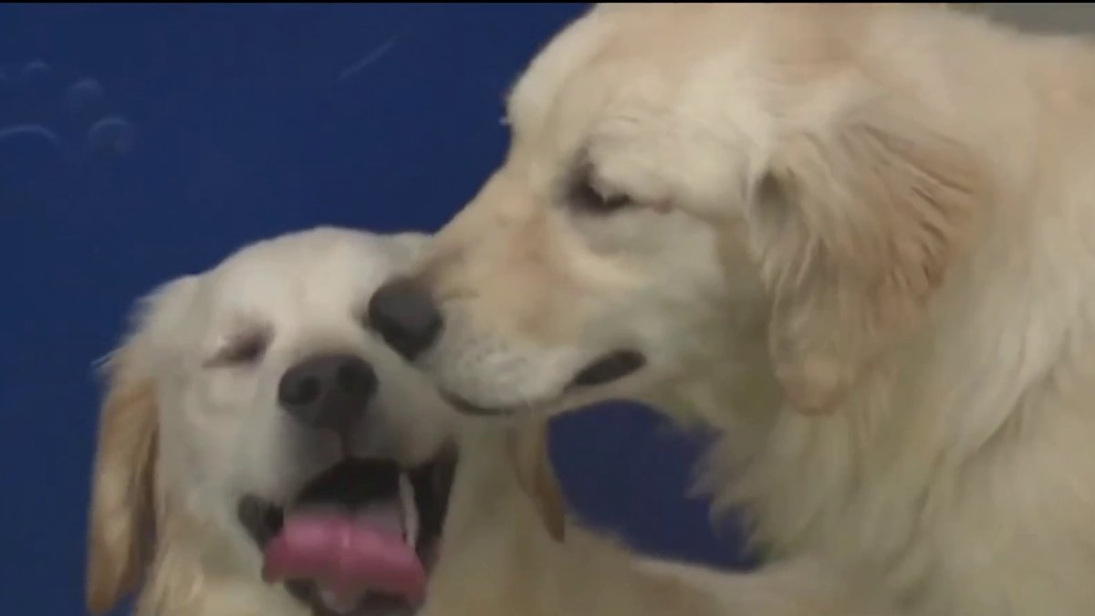 Rescate y esperanza: 80 "golden retrievers" listos para un nuevo hogar ...