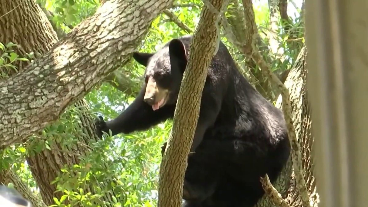 Un oso sube al árbol en el patio de una familia hispana en Florida ...