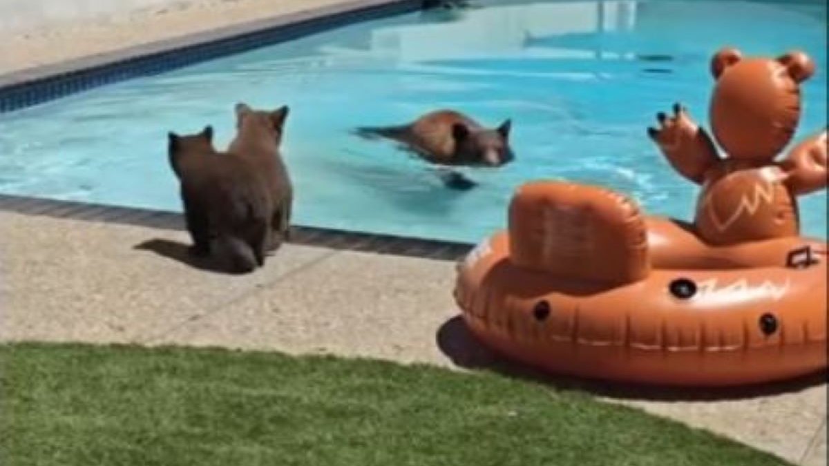 California: osa nada en una piscina – Telemundo Miami (51)