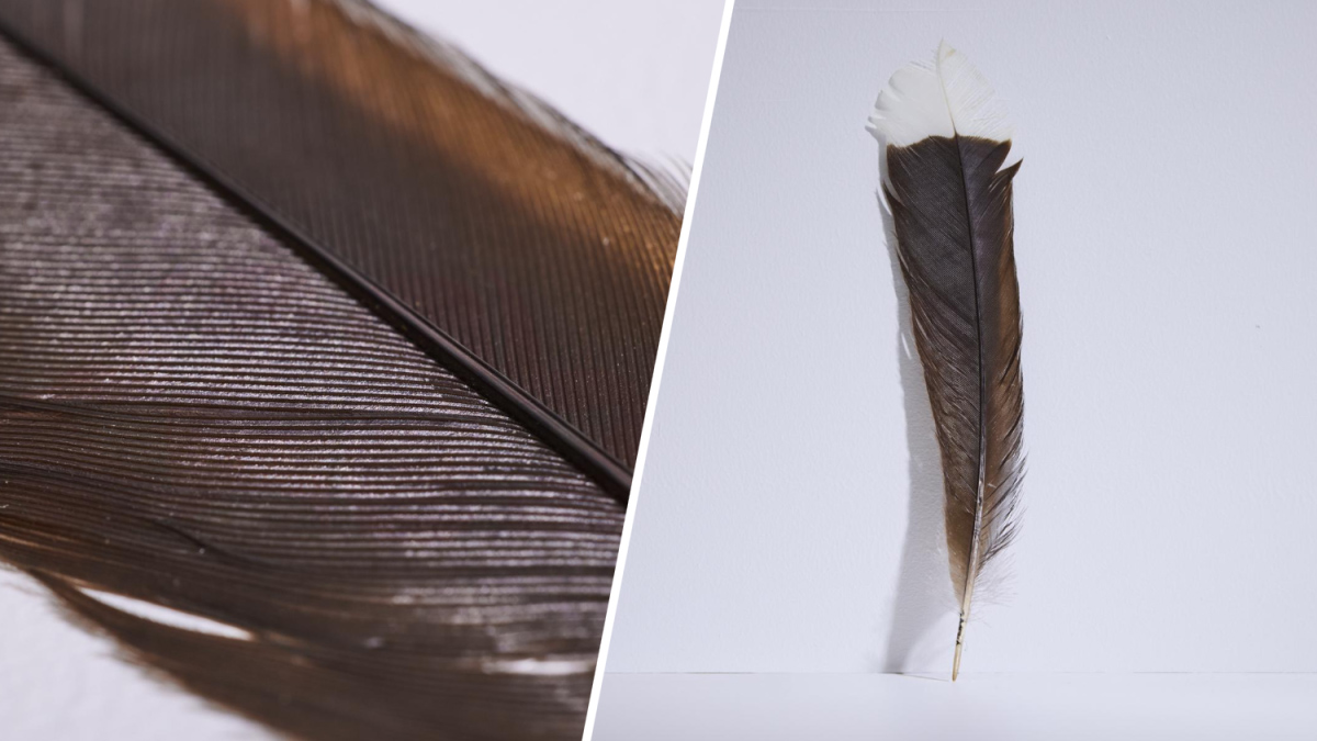Cuánto cuesta la pluma más cara del mundo – Telemundo Miami (51)