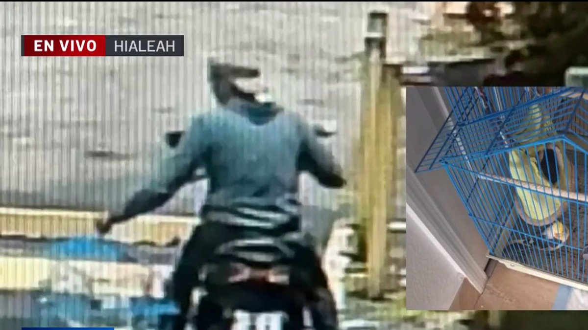 El "Spider-Man" de Hialeah: un robo de mascotas que indigna a la ...