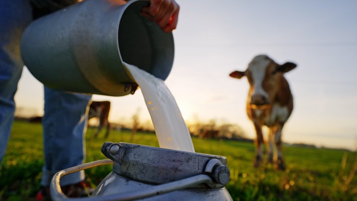 Qué es la leche cruda y por qué puede ser peligrosa – Telemundo Miami (51)
