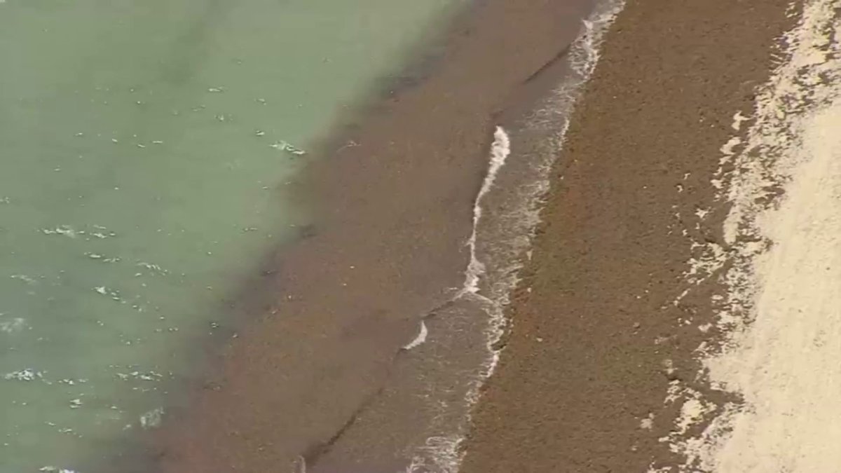 Sargazo en Miami Beach: ¿Qué és y cómo puede afectar la salud ...