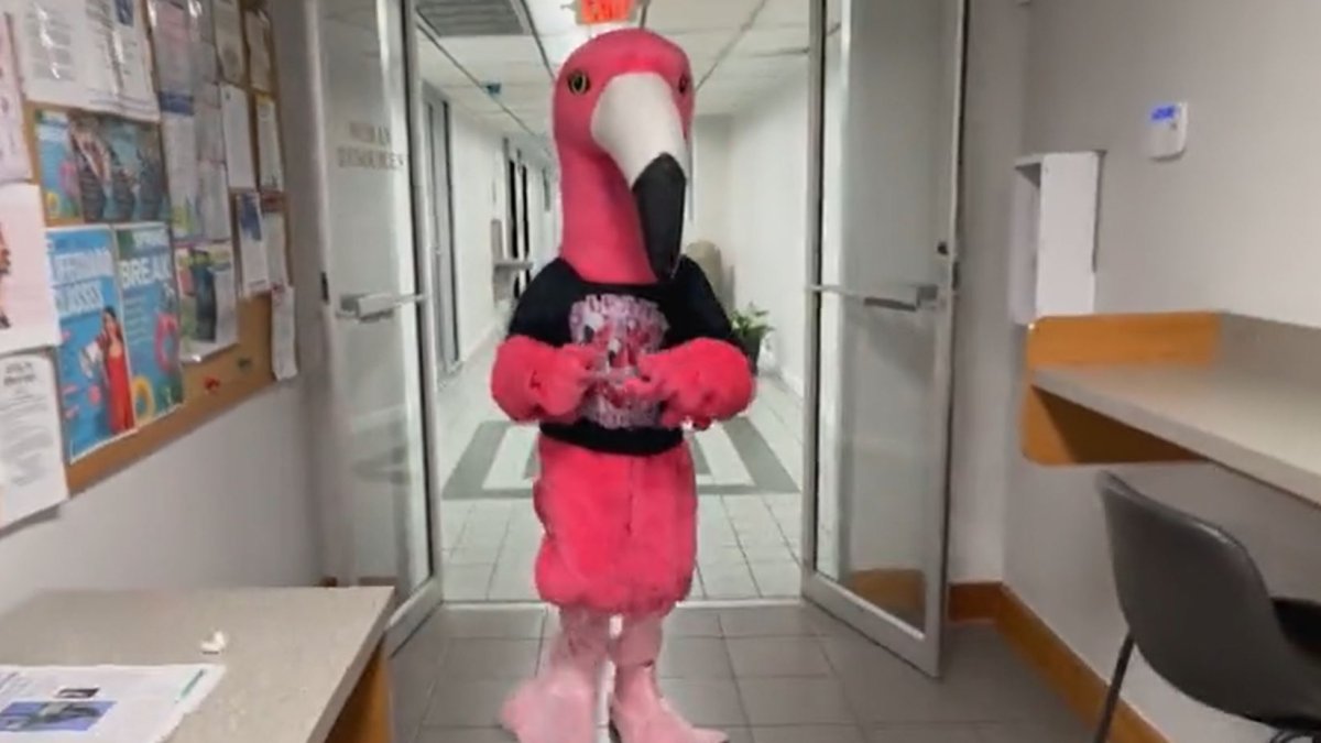 Leah, la flamenca de Hialeah: una mascota símbolo de identidad y ...
