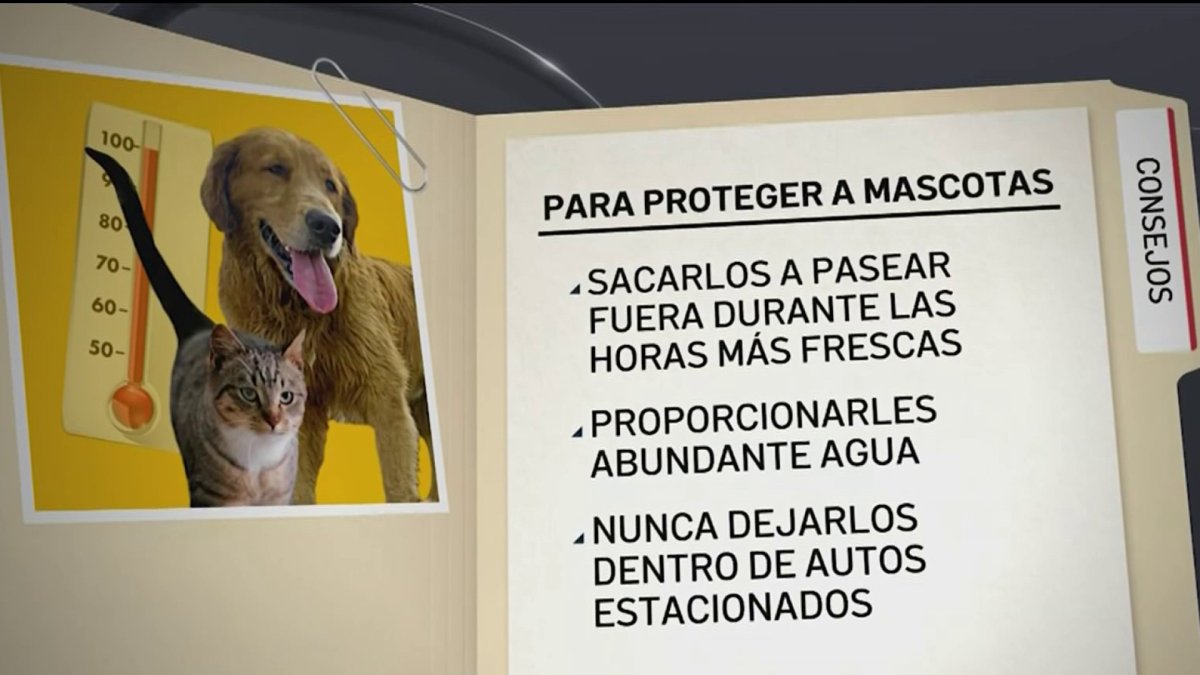 Consejos para cuidar a las mascotas en verano – Telemundo Miami (51)