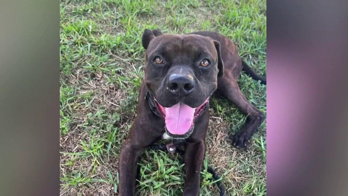 Muerte de un perro en refugio del condado desata críticas y campaña ...