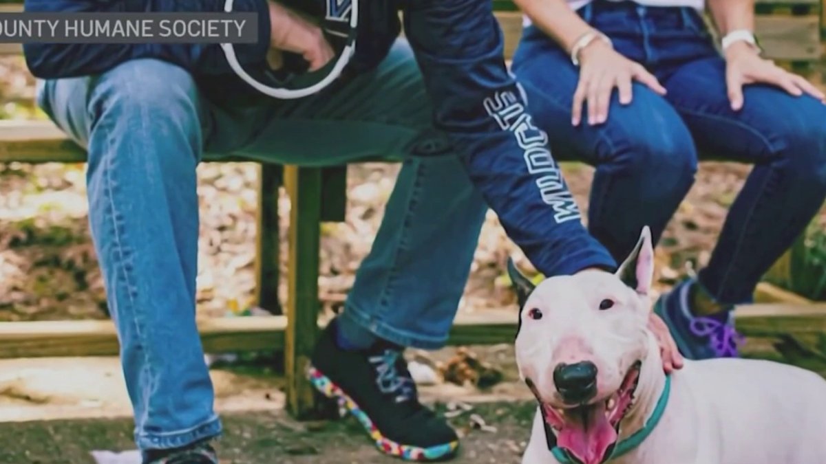 Fort Lauderdale endurece su lucha contra el maltrato animal: nuevas ...