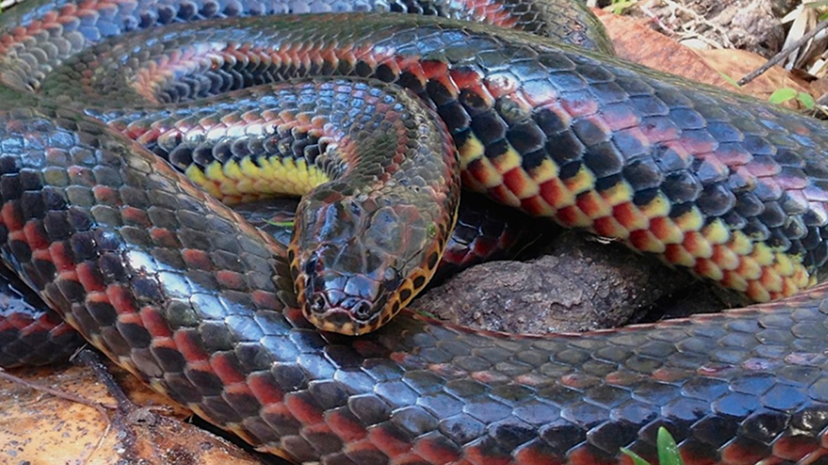 Buscan "rainbow snake", la culebra arcoíris en Florida – Telemundo Miami (51)