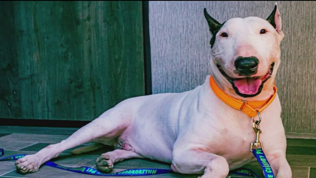 Retiran cargos contra hombre de Florida que abandonó a su perro antes ...