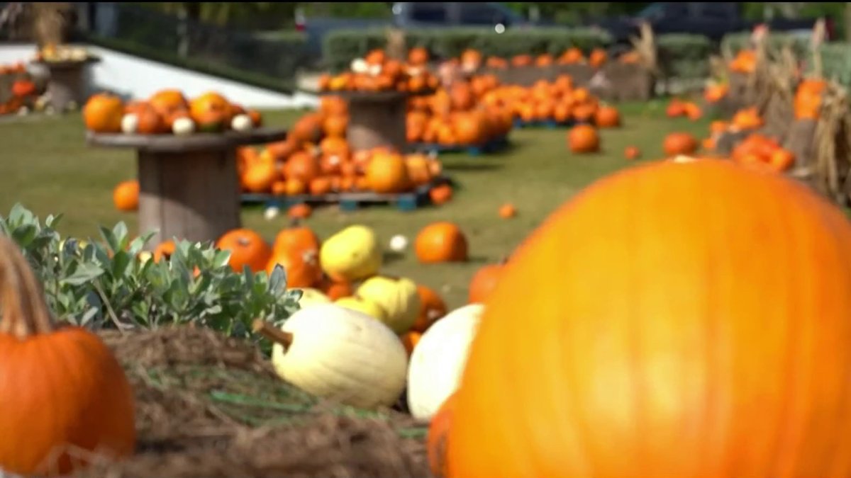 Tres granjas de calabazas que debes visitar en el sur de Florida ...